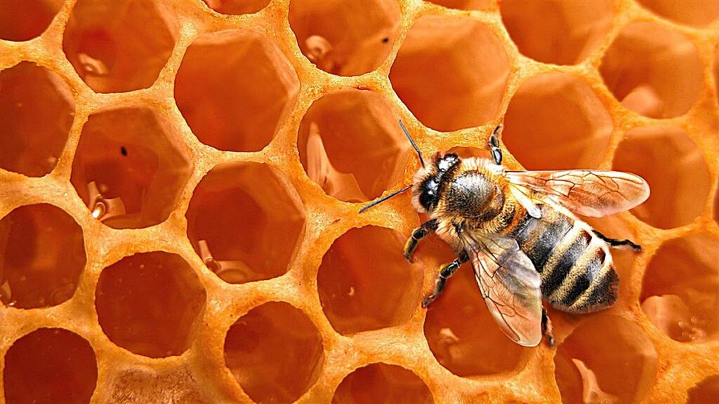 Dia mundial de las abejas ¡Máximas conservadoras ecológicas ...